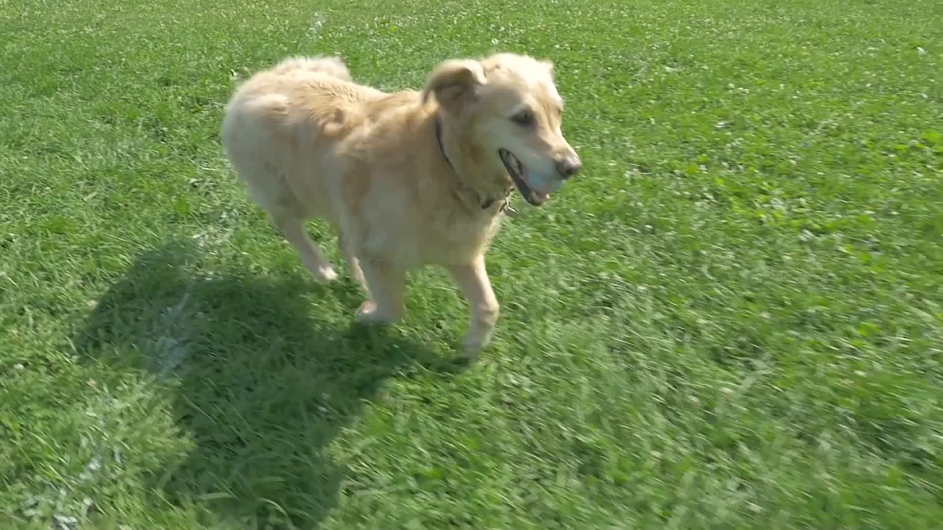 Rethink when you fix your dog, new study says