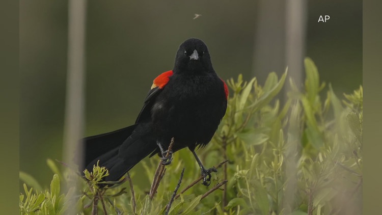 Here's how to track how many migrating birds are flying over your house ...