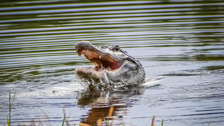 Alligator Dragged 61-Year-Old Florida Woman From Canoe & Killed Her ...