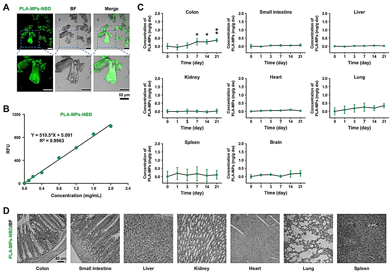 Biodegradable microplastics in mice gut trigger metabolic reprogramming ...