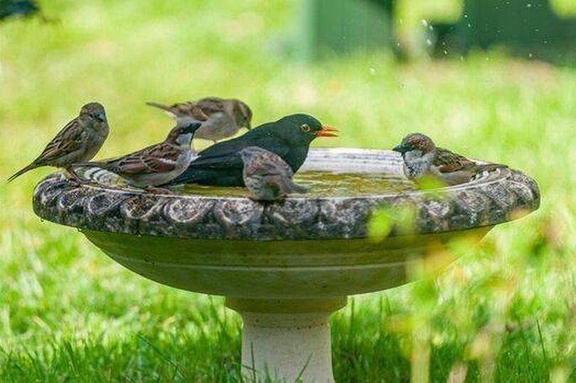 Keep your bird bath algae-free this summer with a simple 1p coin trick