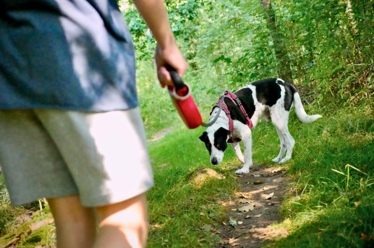 The One Thing You're Doing on Walks That's Driving Your Dog Nuts
