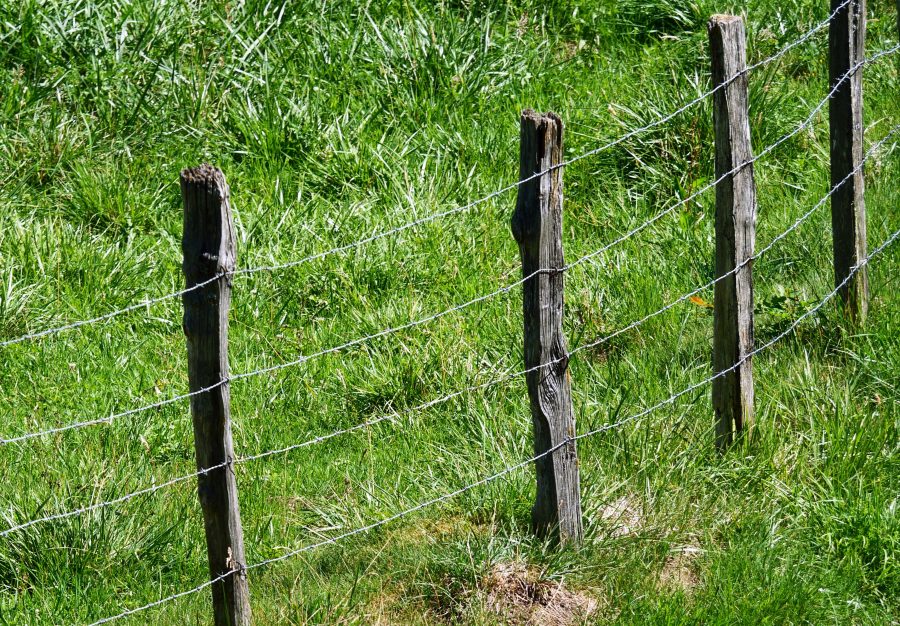 Why you may see mice and snakes impaled on Missouri fences