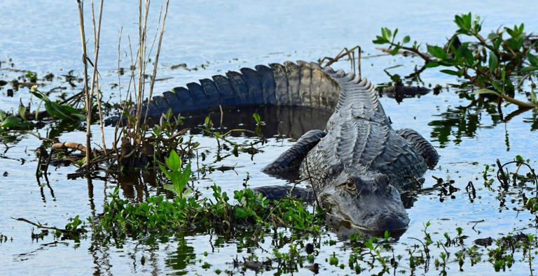 Major New Details In Alligator Attack That Killed Woman In Florida As ...