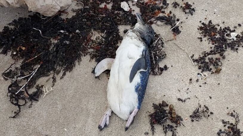 Dead little penguins washed up on multiple Eyre Peninsula beaches
