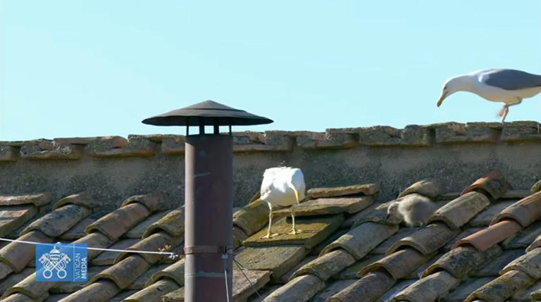 Baby seagull lands on Sistine Chapel roof seconds before white smoke ...