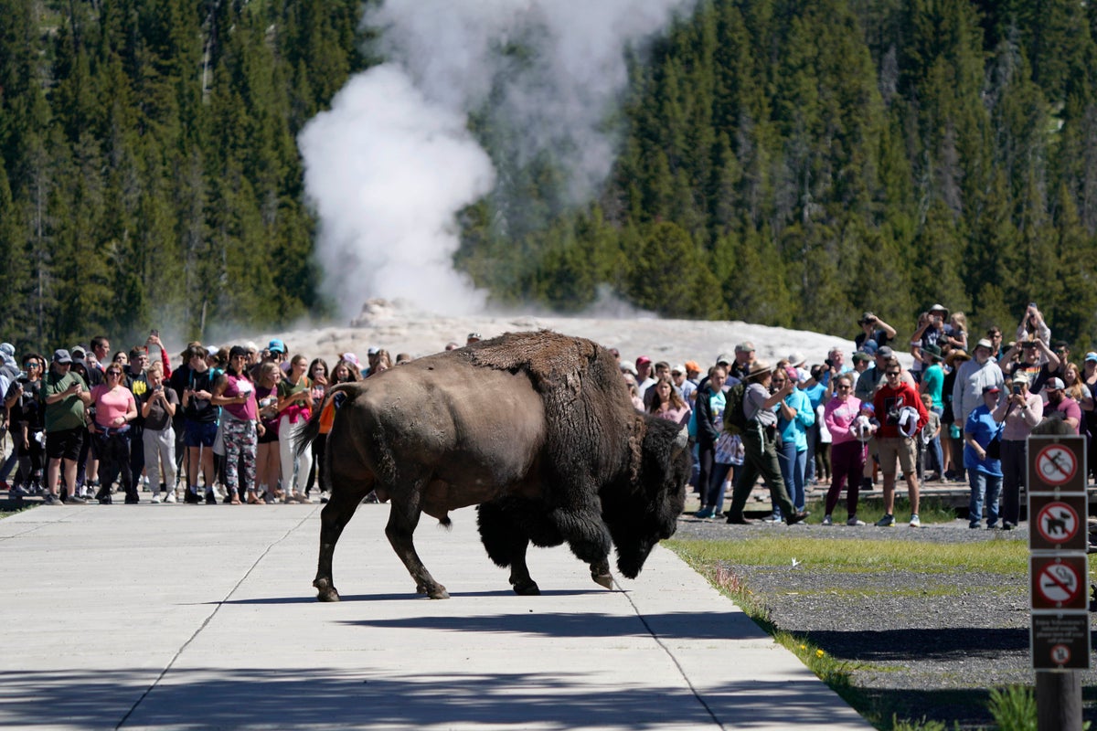 Bison gores Florida man at Yellowstone National Park after he got too ...