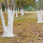 Why Are Some Tree Trunks Painted White?