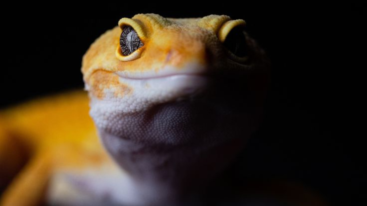 Therapy Gecko Has Extremely Unpredictable Conversation With A Stranger