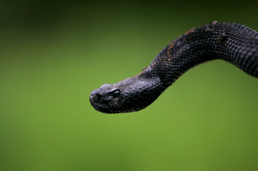 Why you may see mice and snakes impaled on Missouri fences