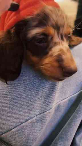 A Sleepy Baby Living Her Best Life