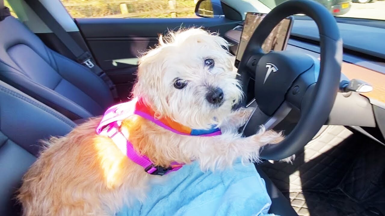 Full Tesla Model 3 guide to DOG MODE & having pets in the car