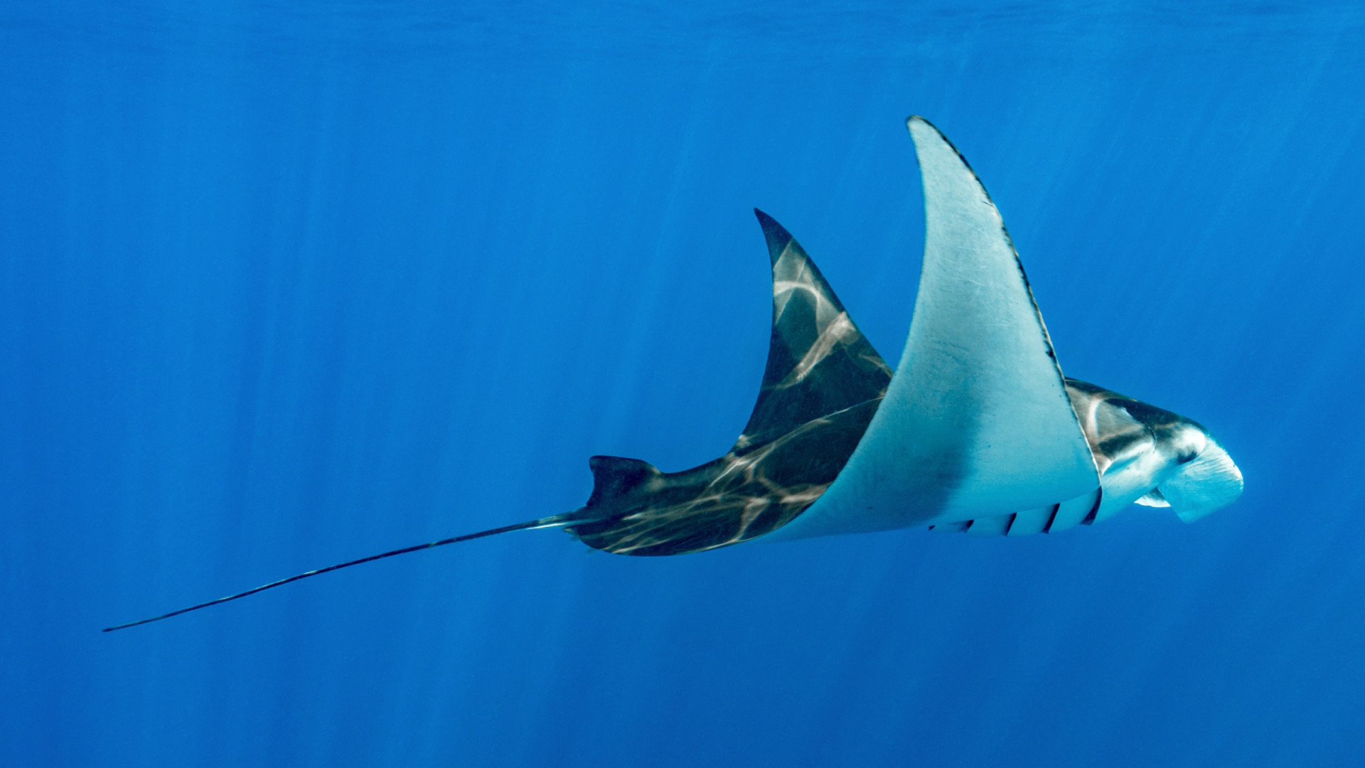 Fintastic Friday: Einzigartige Wasserlebewesen in unseren Ozeanen