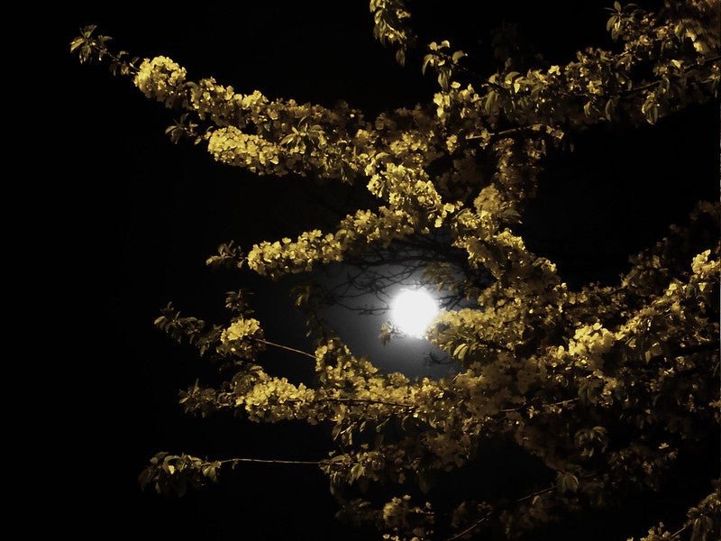 The Sky This Week from May 9 to 16: May's Full Flower Moon blooms