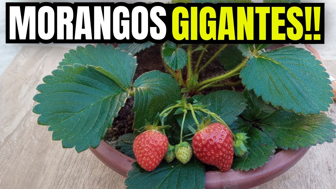 Como Plantar E Cultivar Morango Em Vaso Método Mais Fácil E Rápido Do