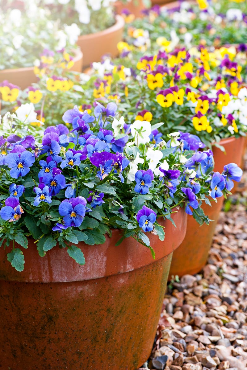 35 clever container gardening ideas to transform any outdoor space