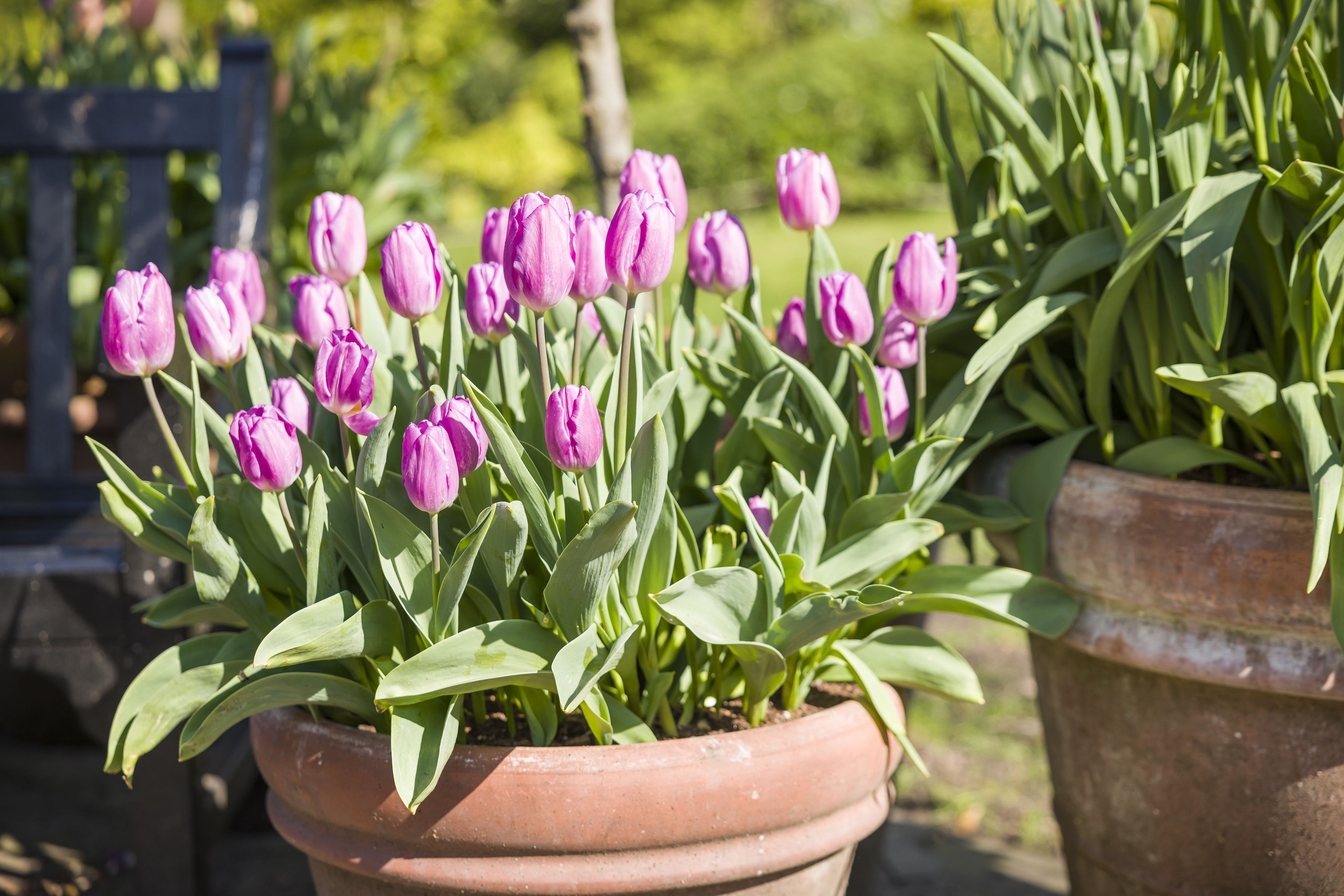 35 clever container gardening ideas to transform any outdoor space