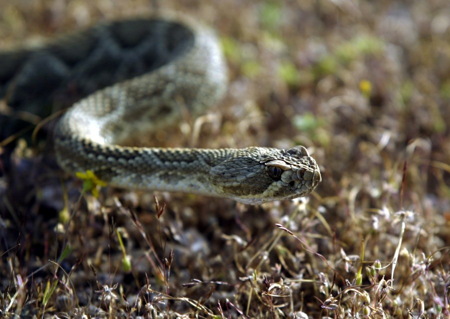 Snake season is here: Safety tips from Mount Diablo State Park