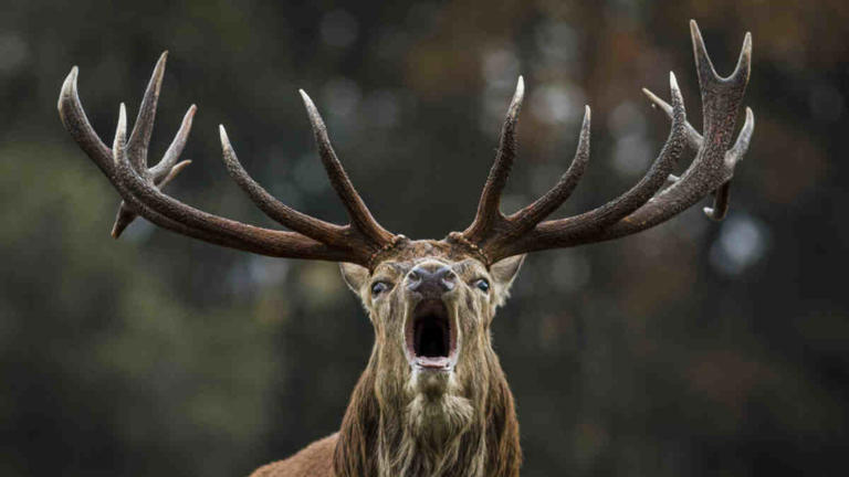 Lunch Wrap: ASX edges up as Trump says ‘buy’; Bitcoin roars back above ...