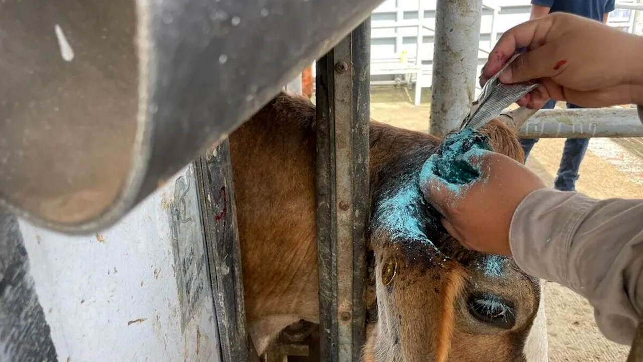 Suman dos casos de miasis humana en México: esto sabemos del segundo ...