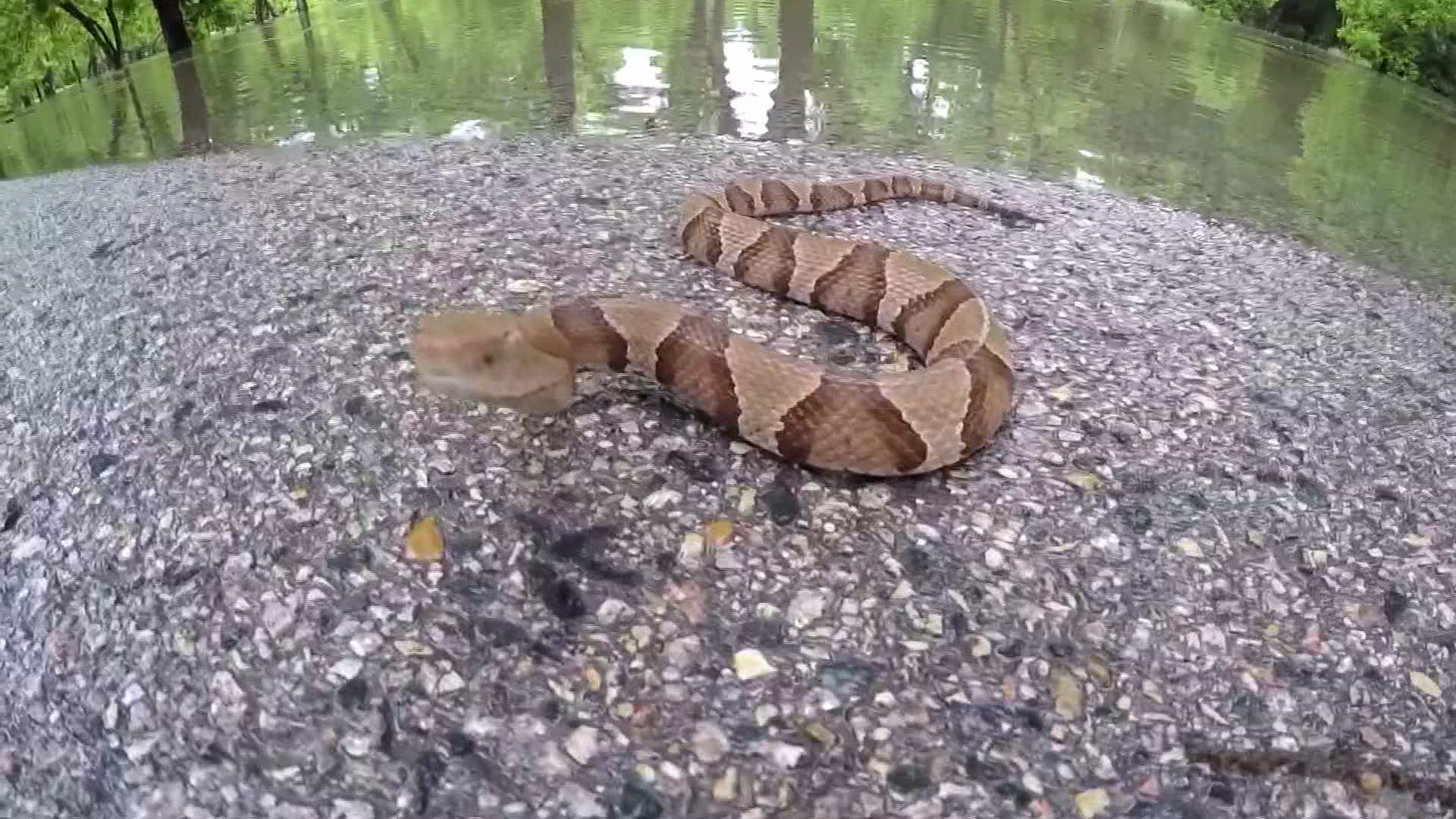 Watch where you step, Snake season arrives in North Texas