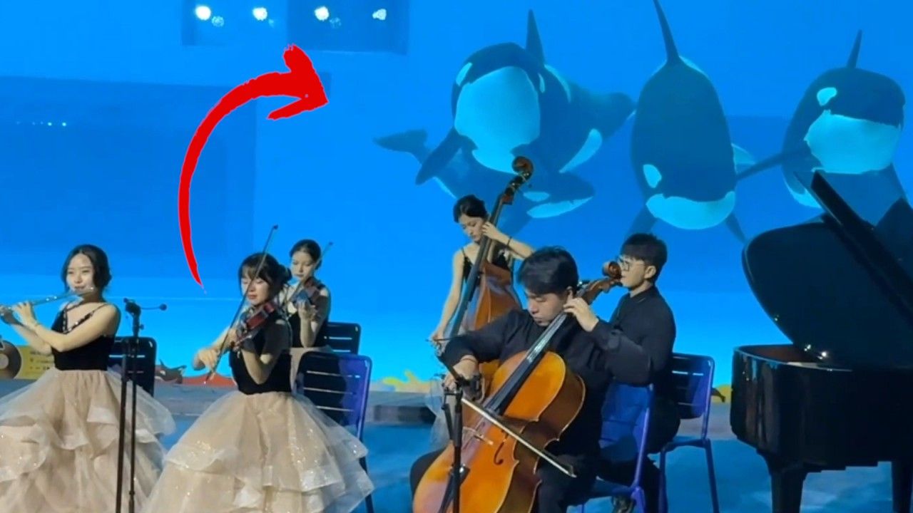 Orki zafascynowane koncertem muzyki klasycznej w Chinach