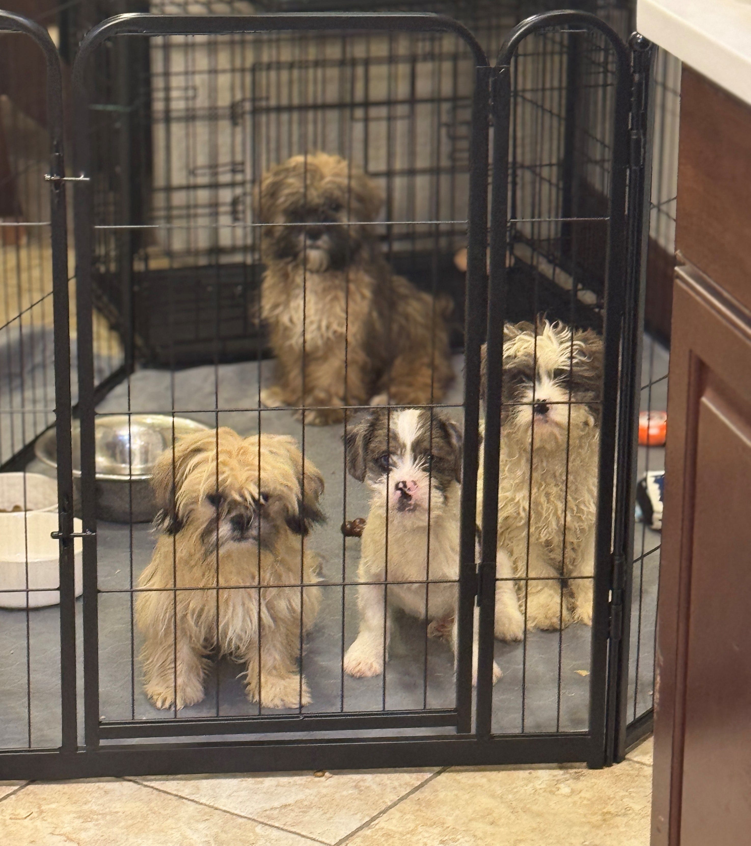 Bergen animal rescue saves 21 mistreated dogs from commercial breeder