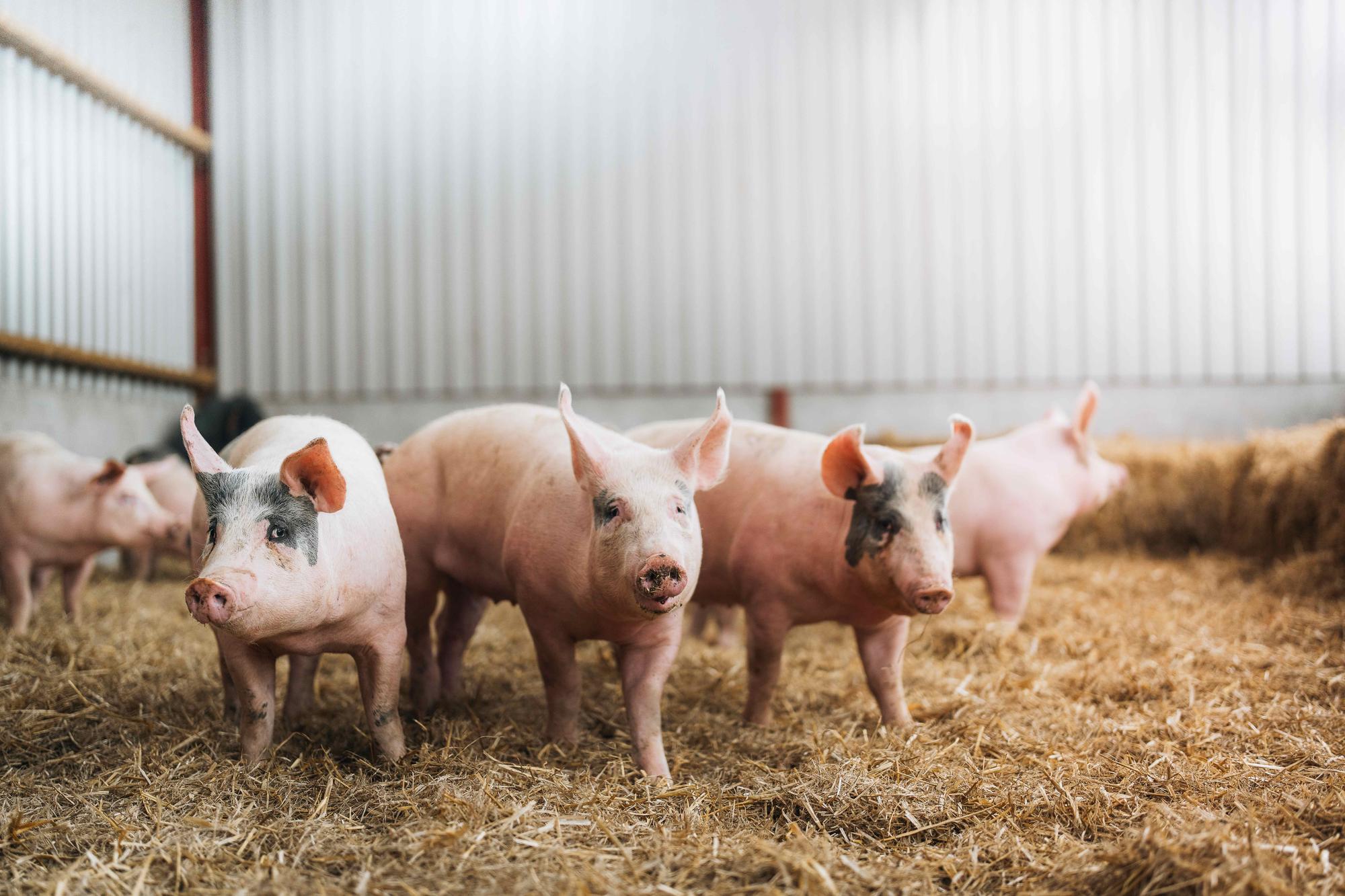 Scotland’s pig sector drives forward with control and biosecurity programme