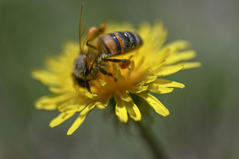 Pollen count across UK this week as 12 areas put on hay fever ‘high ...