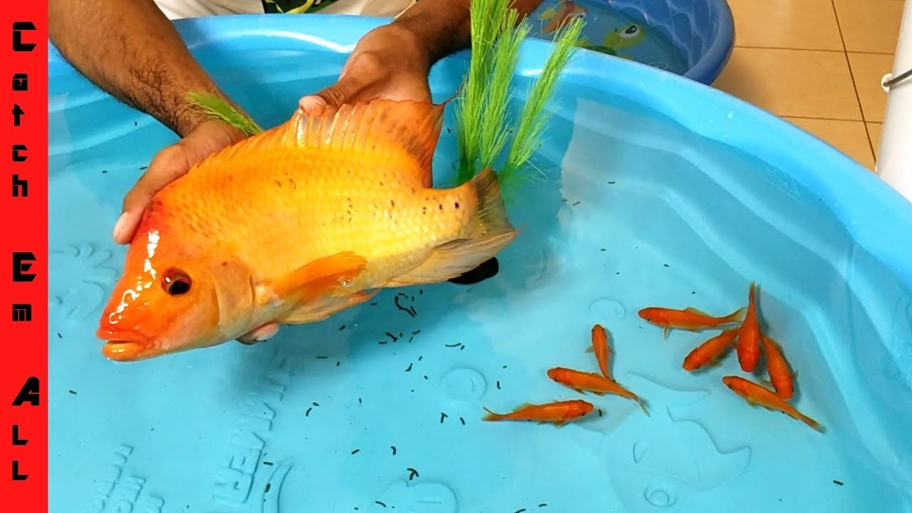 FISH BATTLE Indoor Mini POOL POND BUILD!