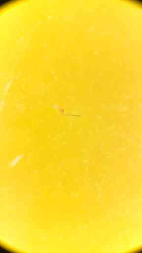 American Cheese Under the Microscope