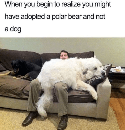 What have I done?: 21 Puppy Memes for Tired Dog Parents Hypnotized by ...