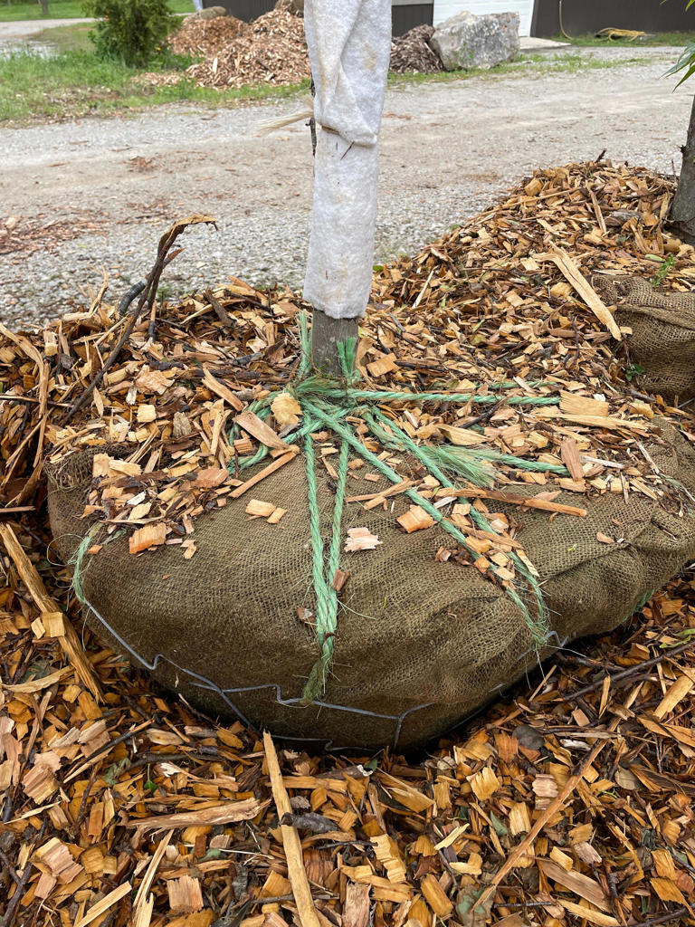 How to properly plant a tree: here are 6 things to know, from type to ...