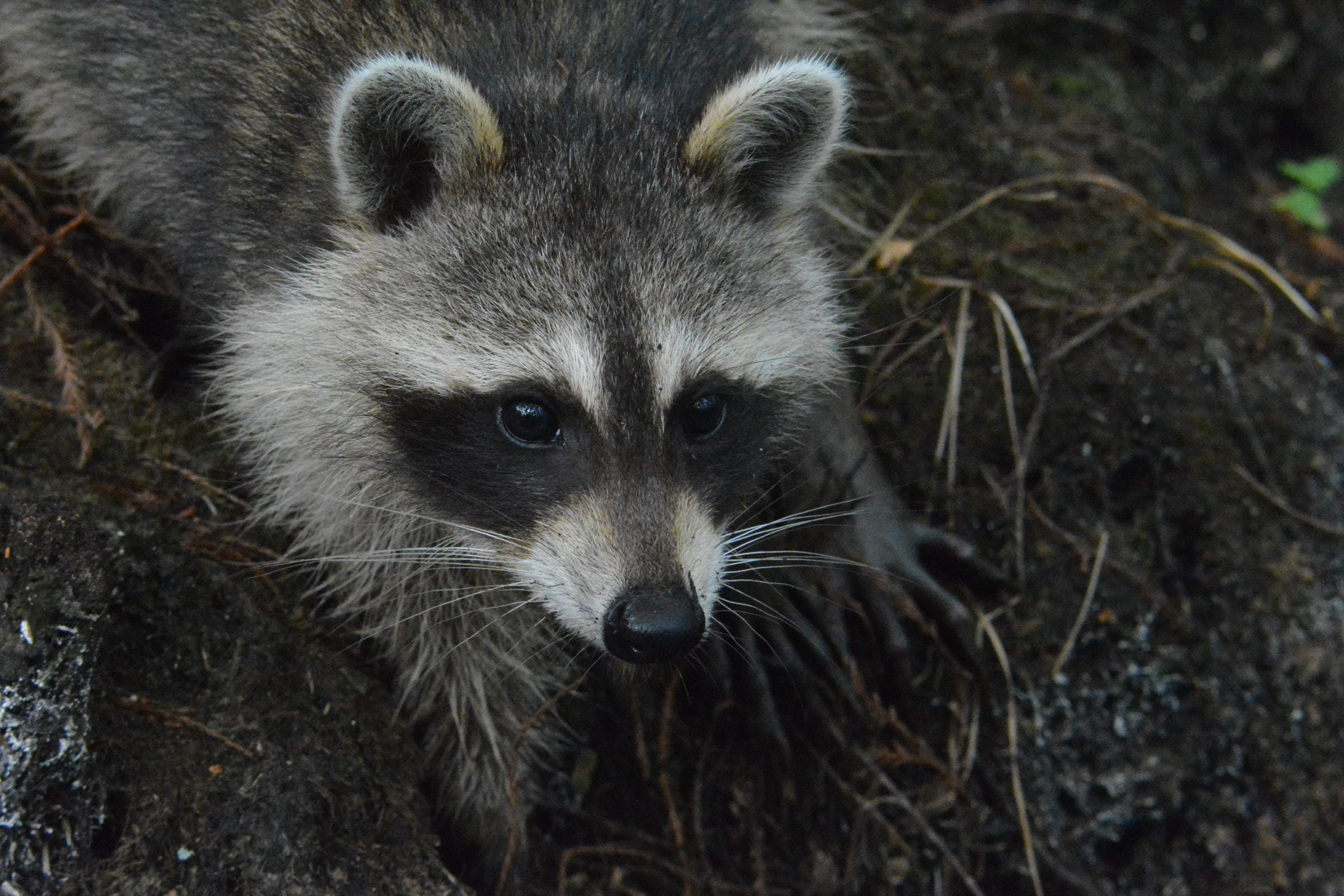 USDA, health agencies begin dropping rabies vaccines in eastern Ohio ...