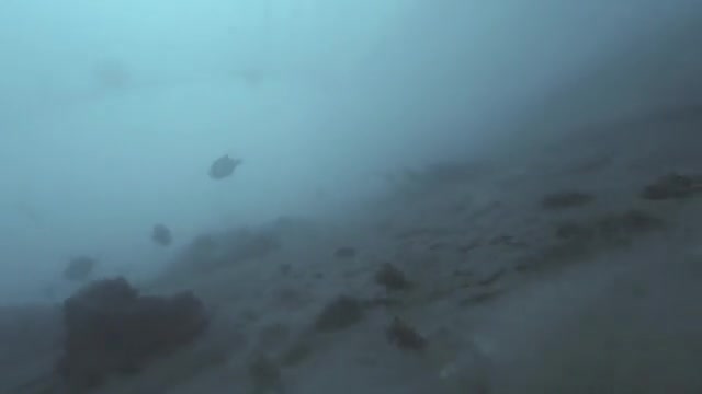 Shocking David Attenborough footage shows destruction caused by ...