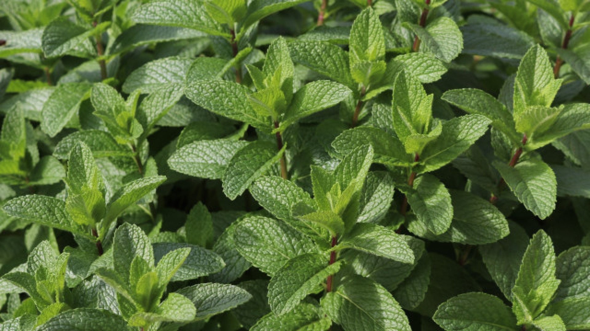 ¿Es el mentol la clave para prevenir el alzhéimer?