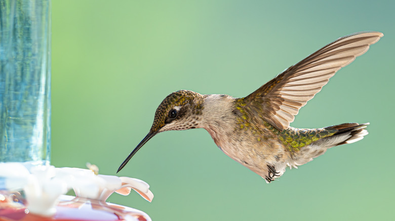Keep One Color Away From Your Hummingbird Feeder & Say Goodbye To Bees ...