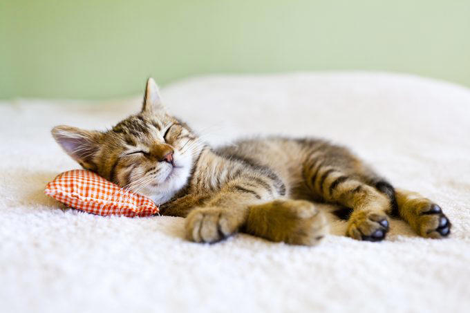 14 common cat myths you probably believed were true—until now