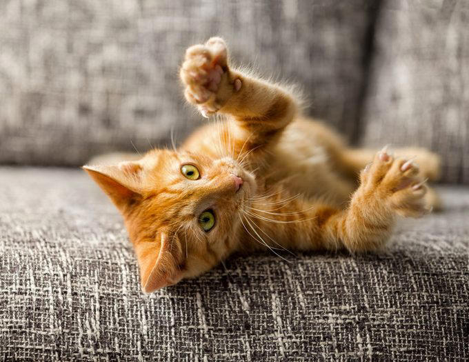 14 common cat myths you probably believed were true—until now