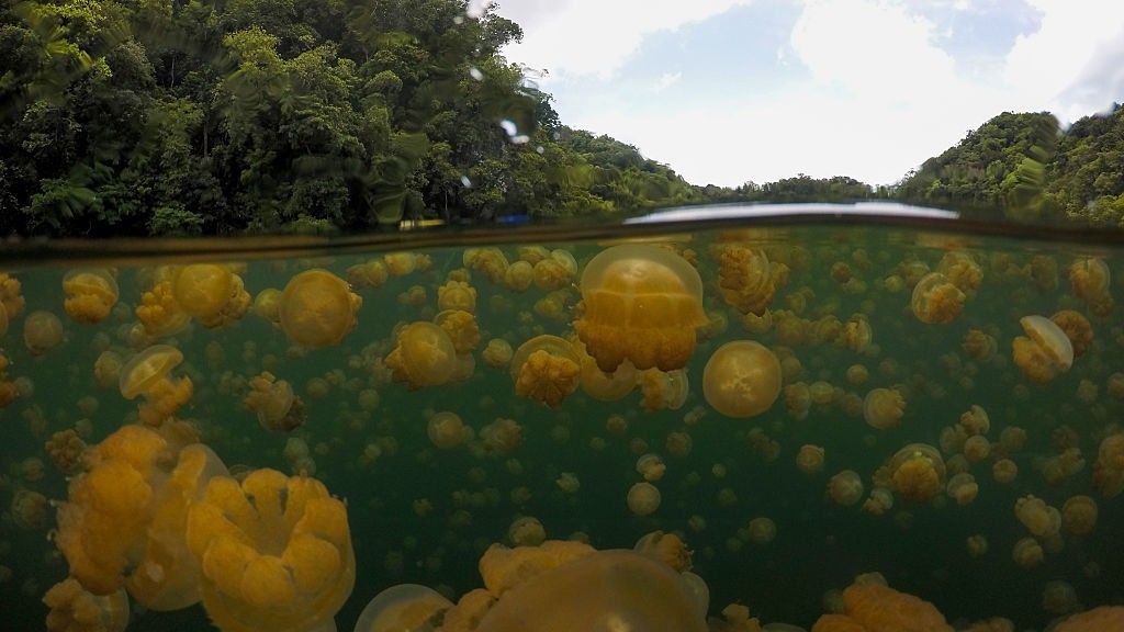 Jellyfish Lake: Palau's saltwater pool with a toxic bottom and surface ...