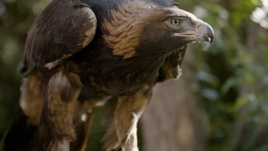 You Will Never Guess How Fast Eagles Can Fly!