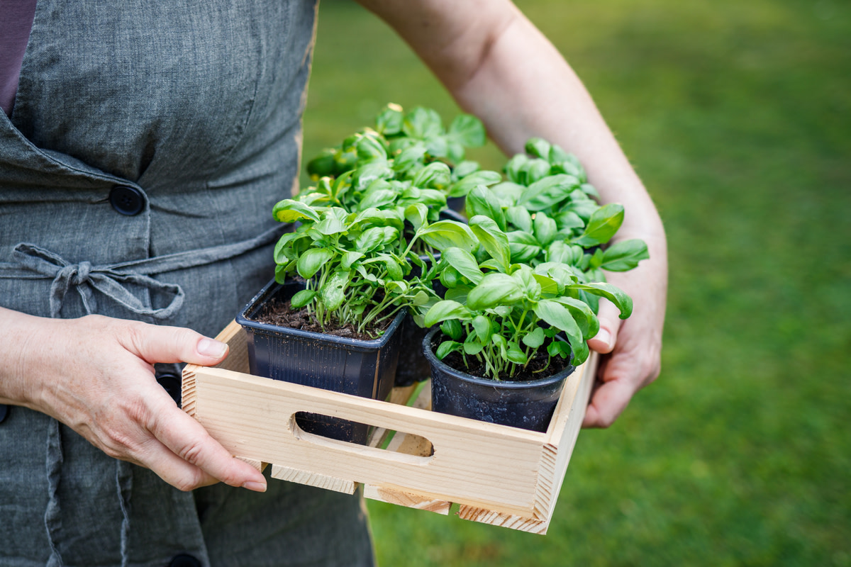 Family Farm Owner’s Advice On Four Herbs Every Vegetable Garden Needs ...