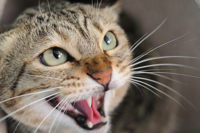 14 common cat myths you probably believed were true—until now