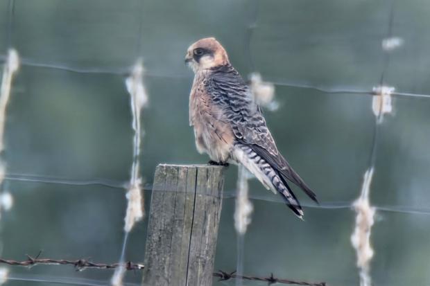 Rare bird of prey 'red-footed falcon' spotted at Abberton reservoir in ...