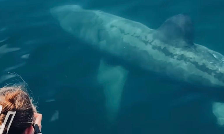 Enormous, rarely seen basking shark appears off Cape Cod; 'Holy cow ...