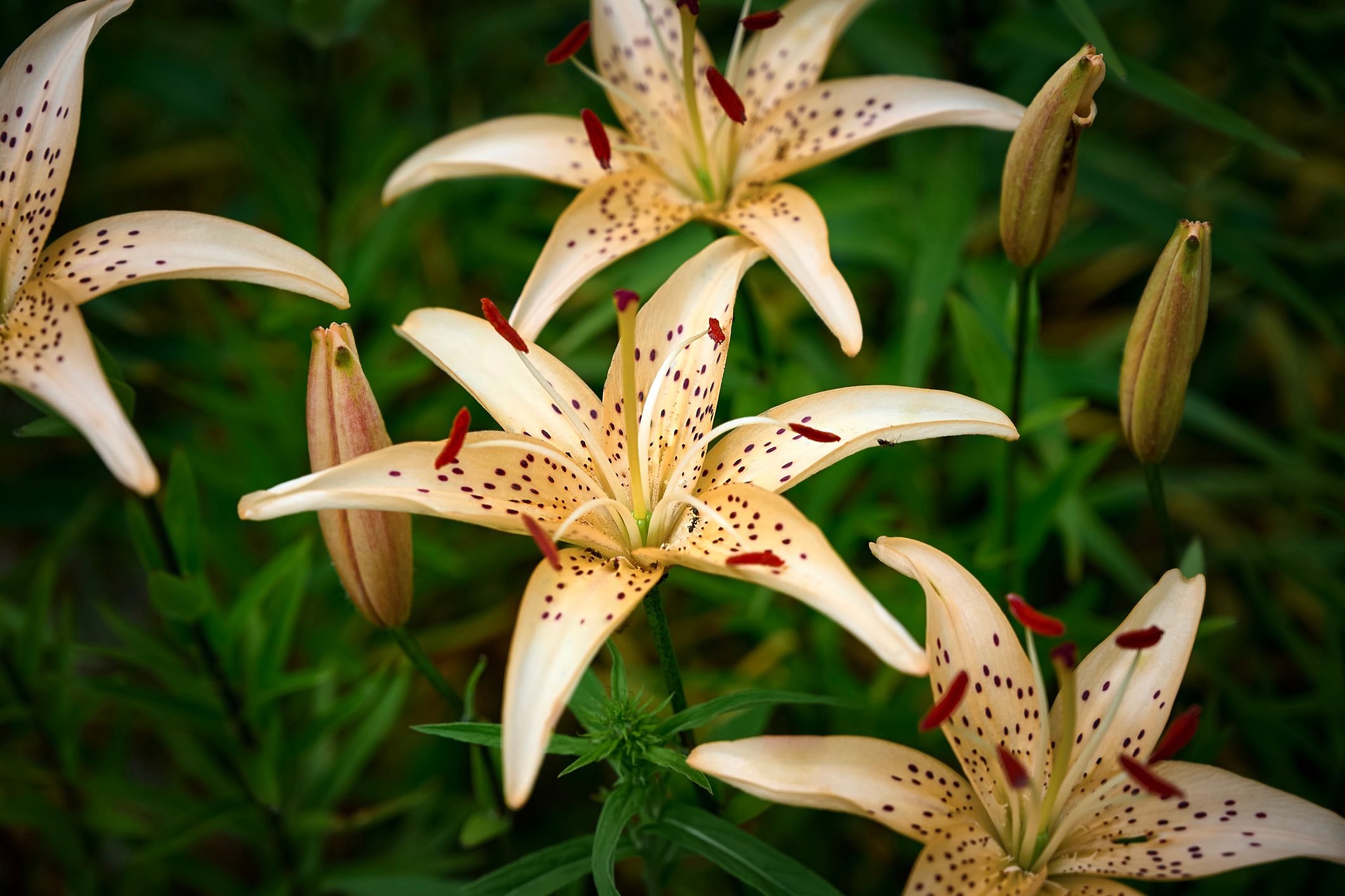 How to Plant Tiger Lily Bulbs— Tiger Lily Care Tips