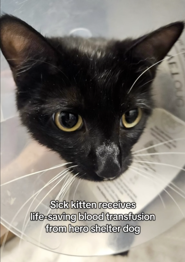 This 104-pound shelter dog gave his blood to save a dying kitten