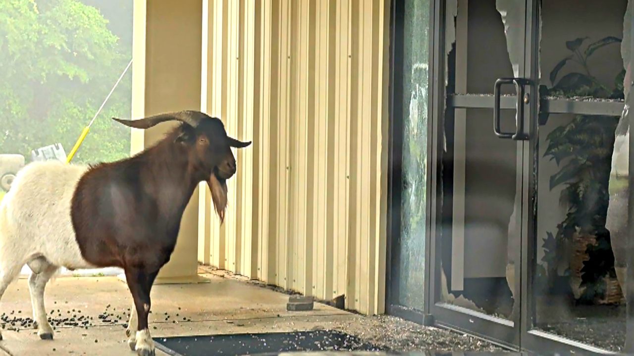 Un bouc pénètre dans une église du Texas et cause 1 600 dollars de dégâts