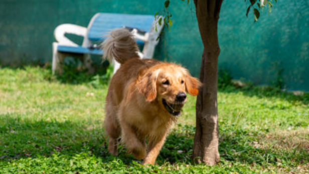 Decoding your pet's body language: What are they really saying?