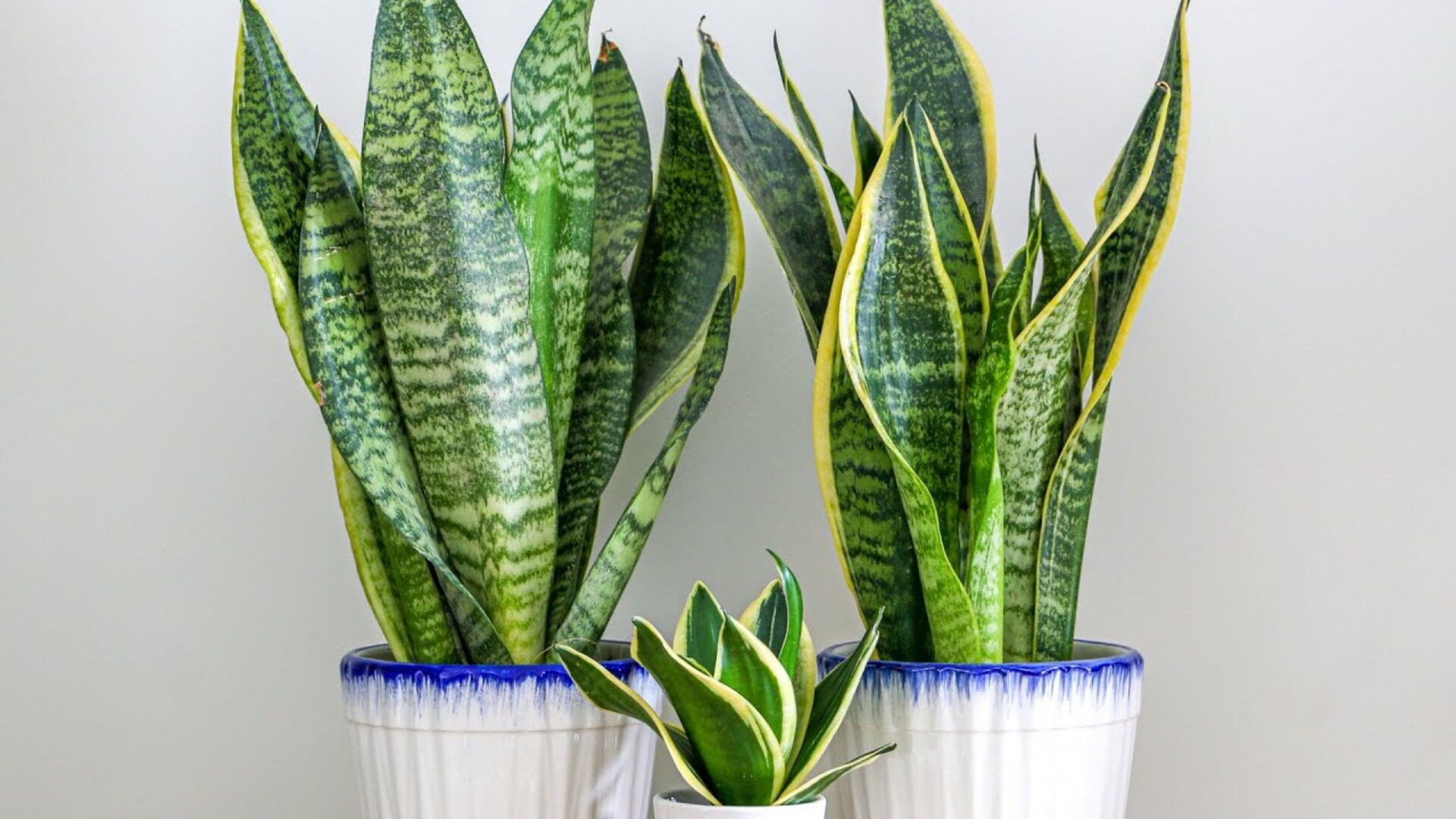 Issues you should know about before growing snake plants